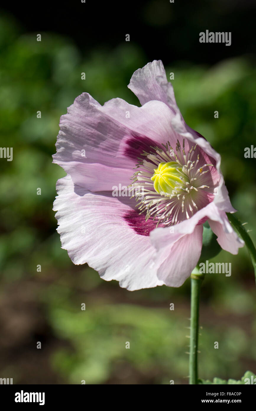 Purple poppy flower - Papaver somniferum Stock Photo - Alamy