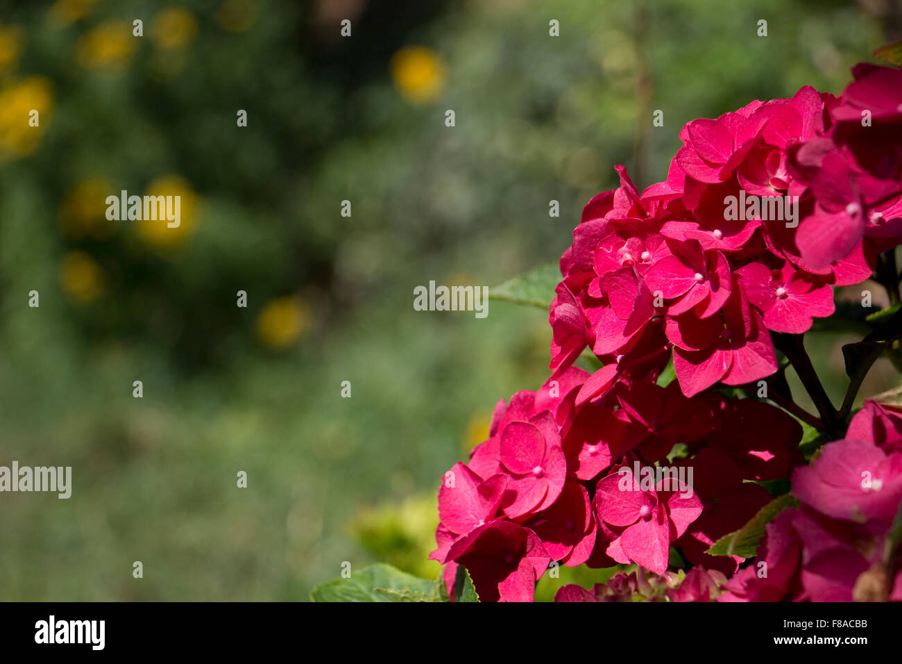 Lace cap hydrangea hi-res stock photography and images - Alamy