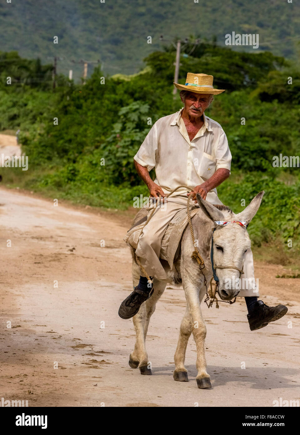 old Cuban farmer on a donkey mule with hat in Valle de los Ingenios ...