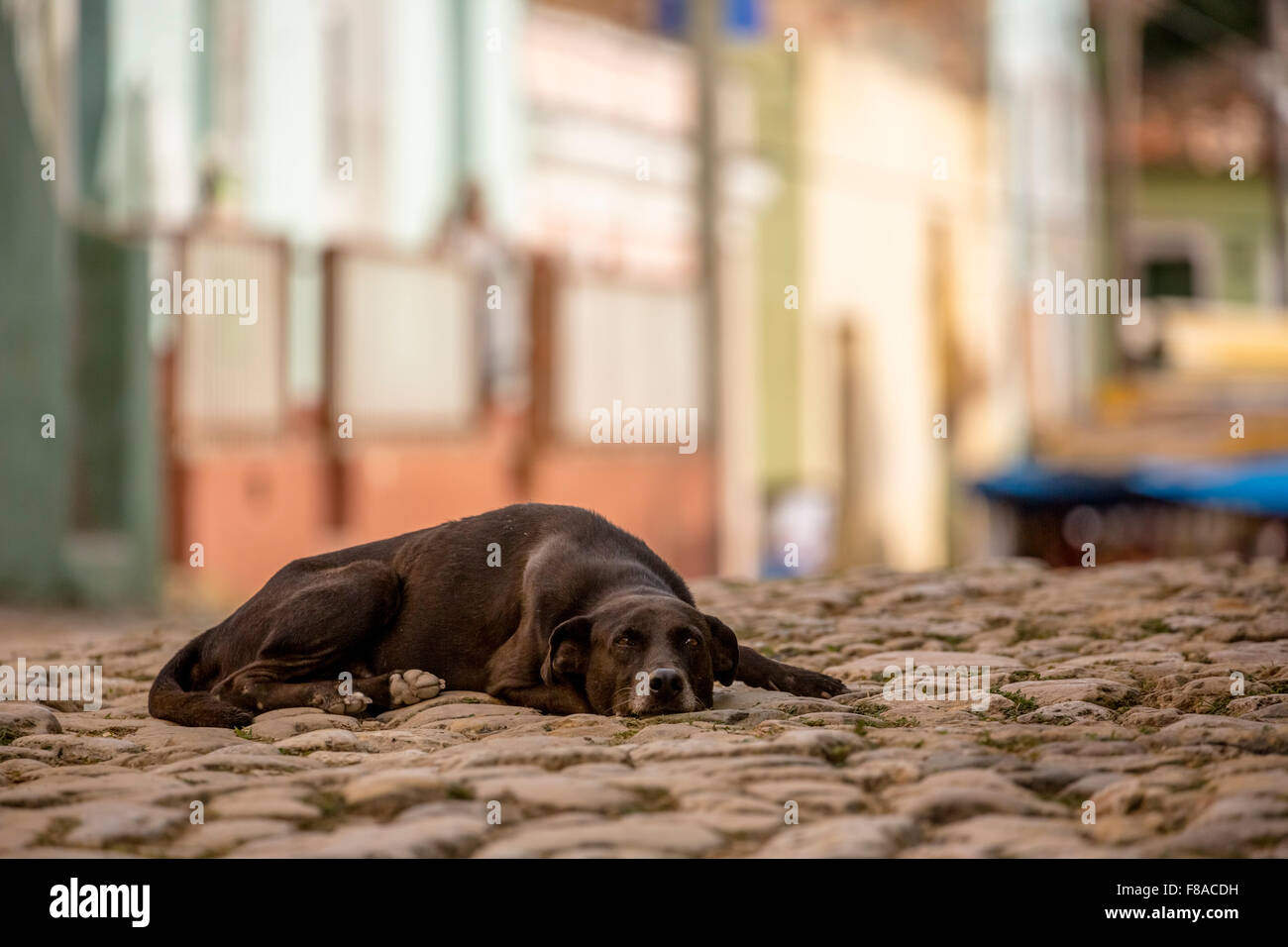 Street scene with sleeping brown dog in the old town of Trinidad ...
