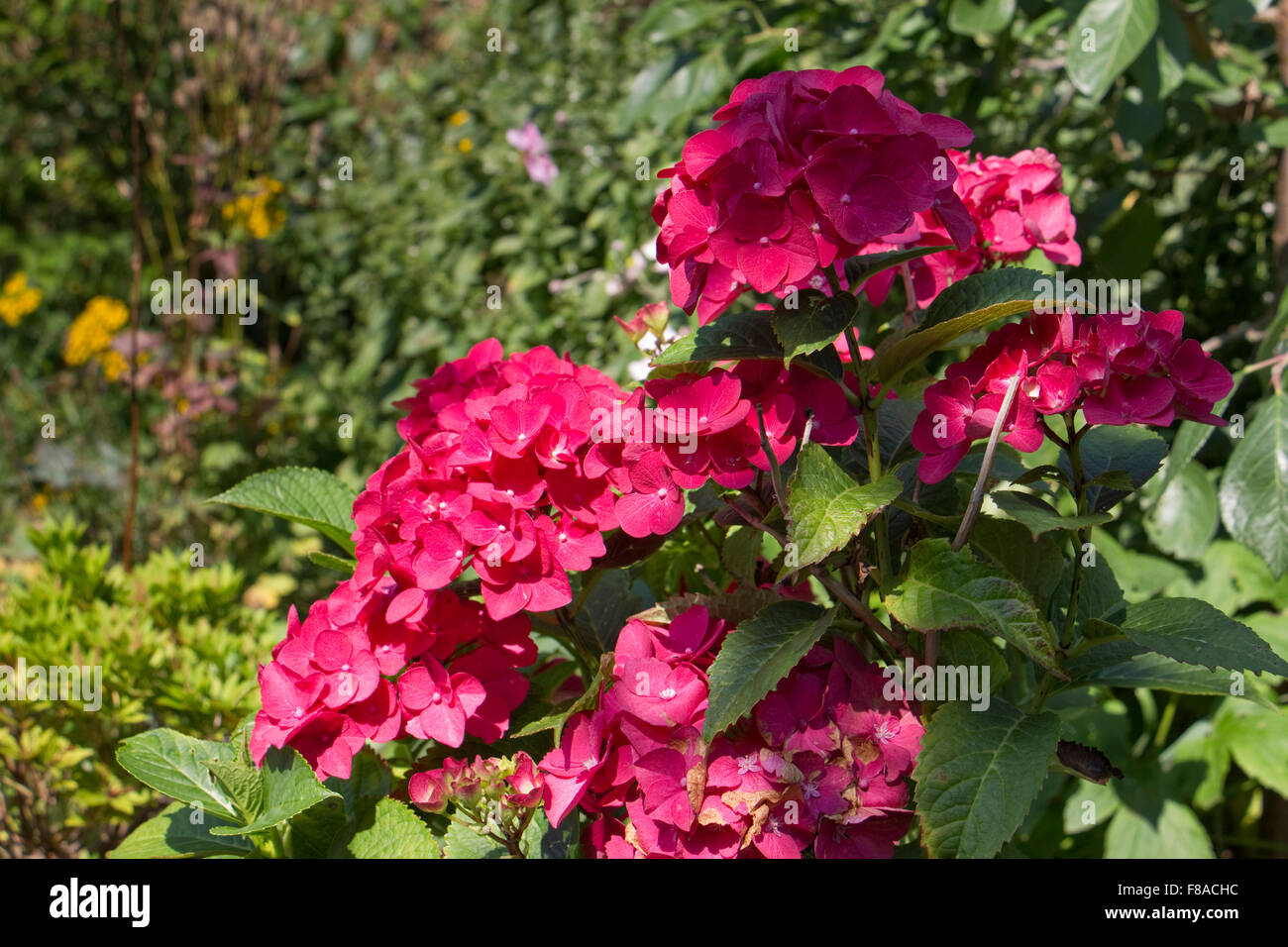 Hydrangea Maco. Dark Angel. An exceptional lace-cap hydrangea with blue ...