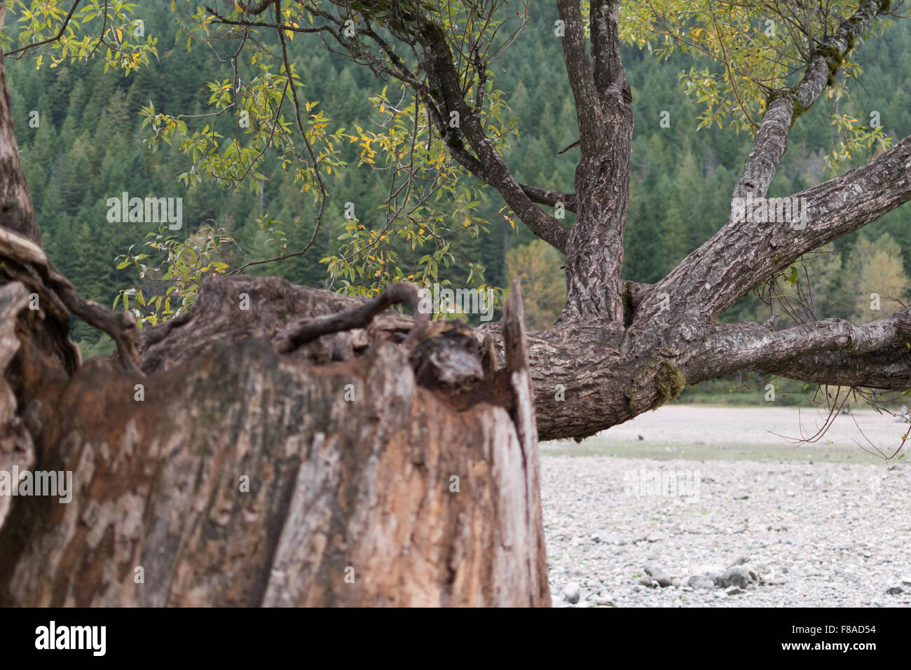 Backwoods living hi-res stock photography and images - Alamy