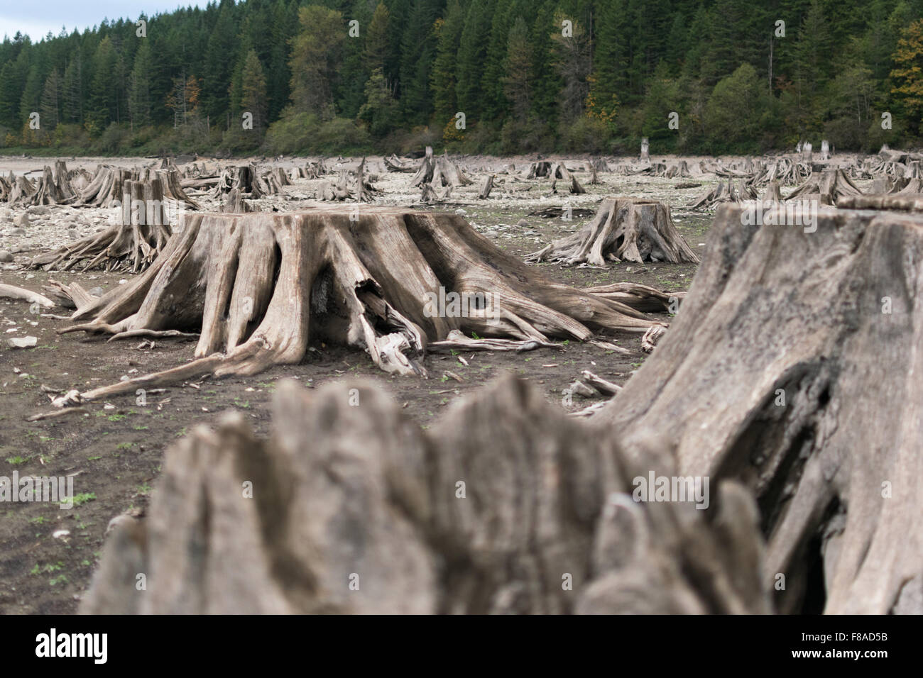 A dry lakebed reveals the old stump remains of the forest that once ...