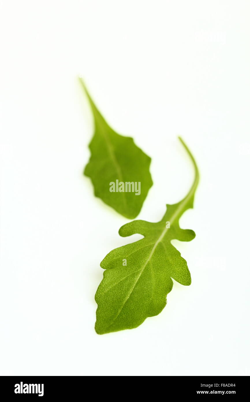 Eruca sativa Cut Out Stock Images & Pictures - Alamy