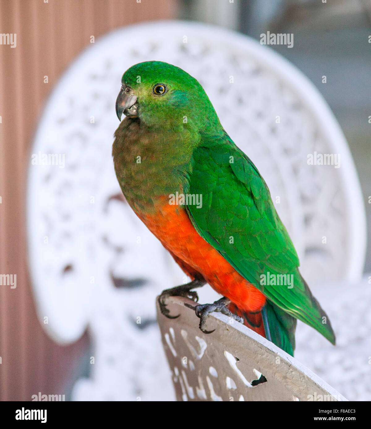 Australia, female King Parrot, Alisterus scapularis Stock Photo - Alamy