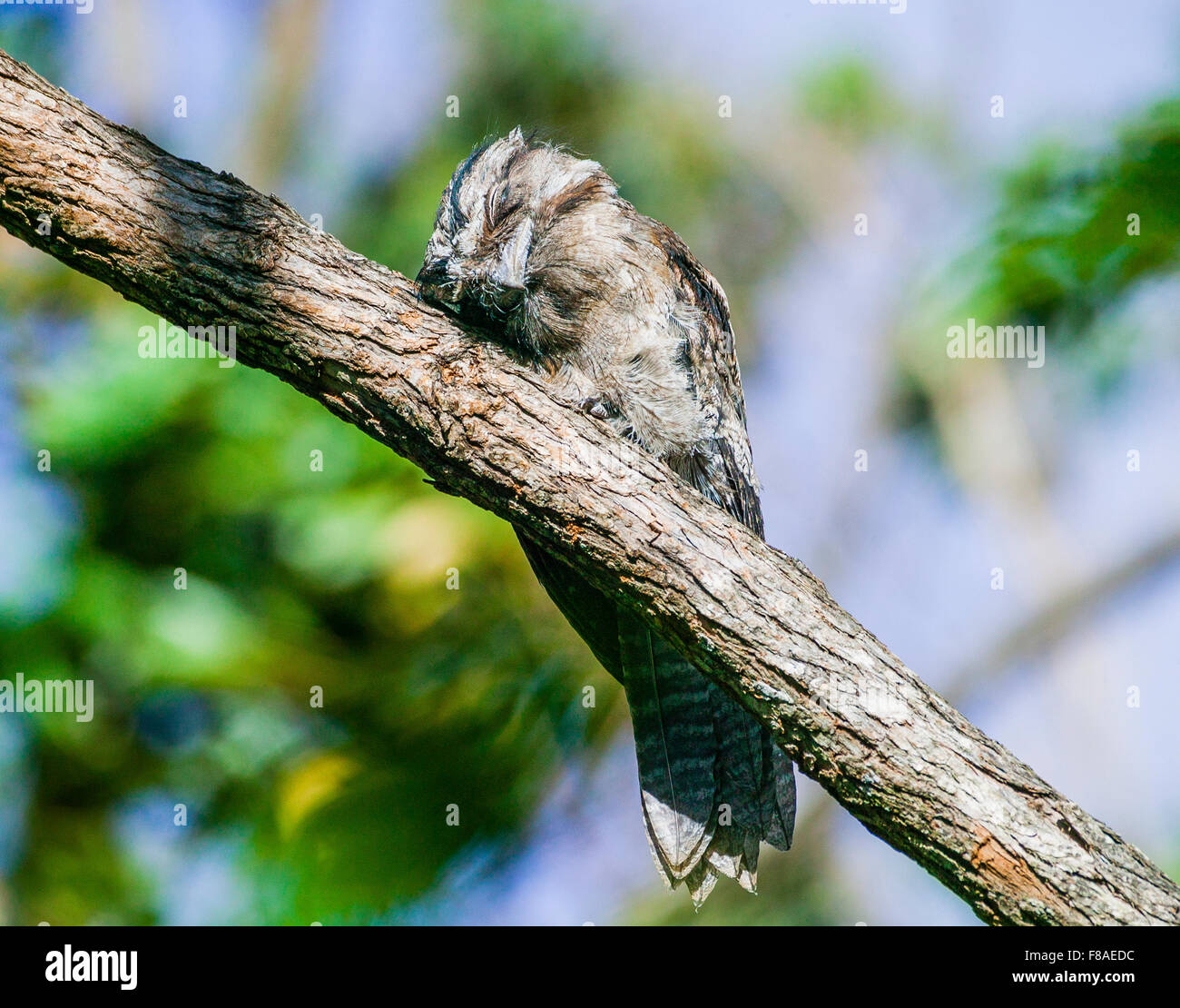 Australia, native wildlife, sleepy Tawny Frogmouth (Podargus strigoides ...