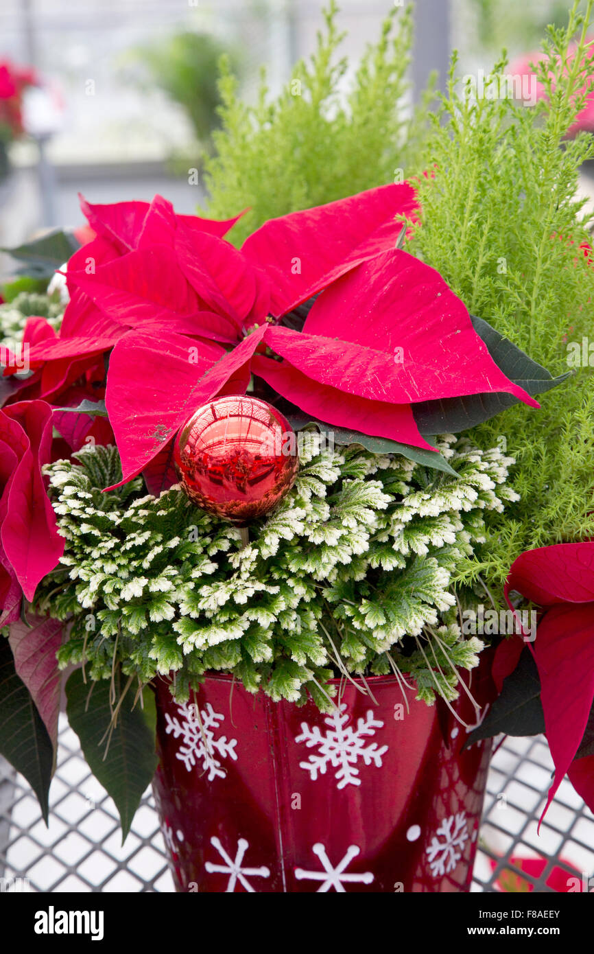 Christmas flower arrangement hi-res stock photography and images - Alamy