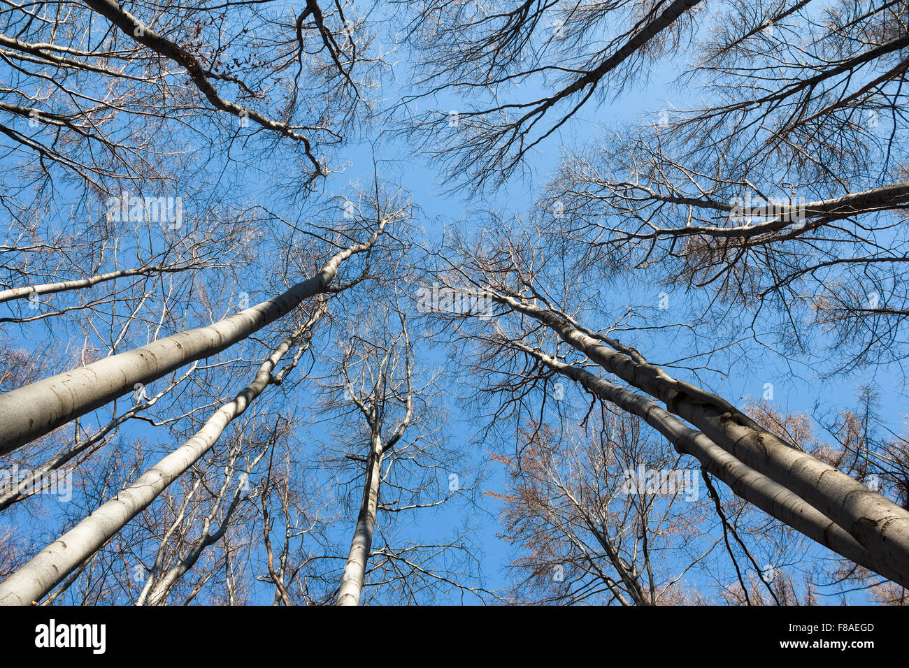 Bottom view of beech tree in spring Stock Photo - Alamy