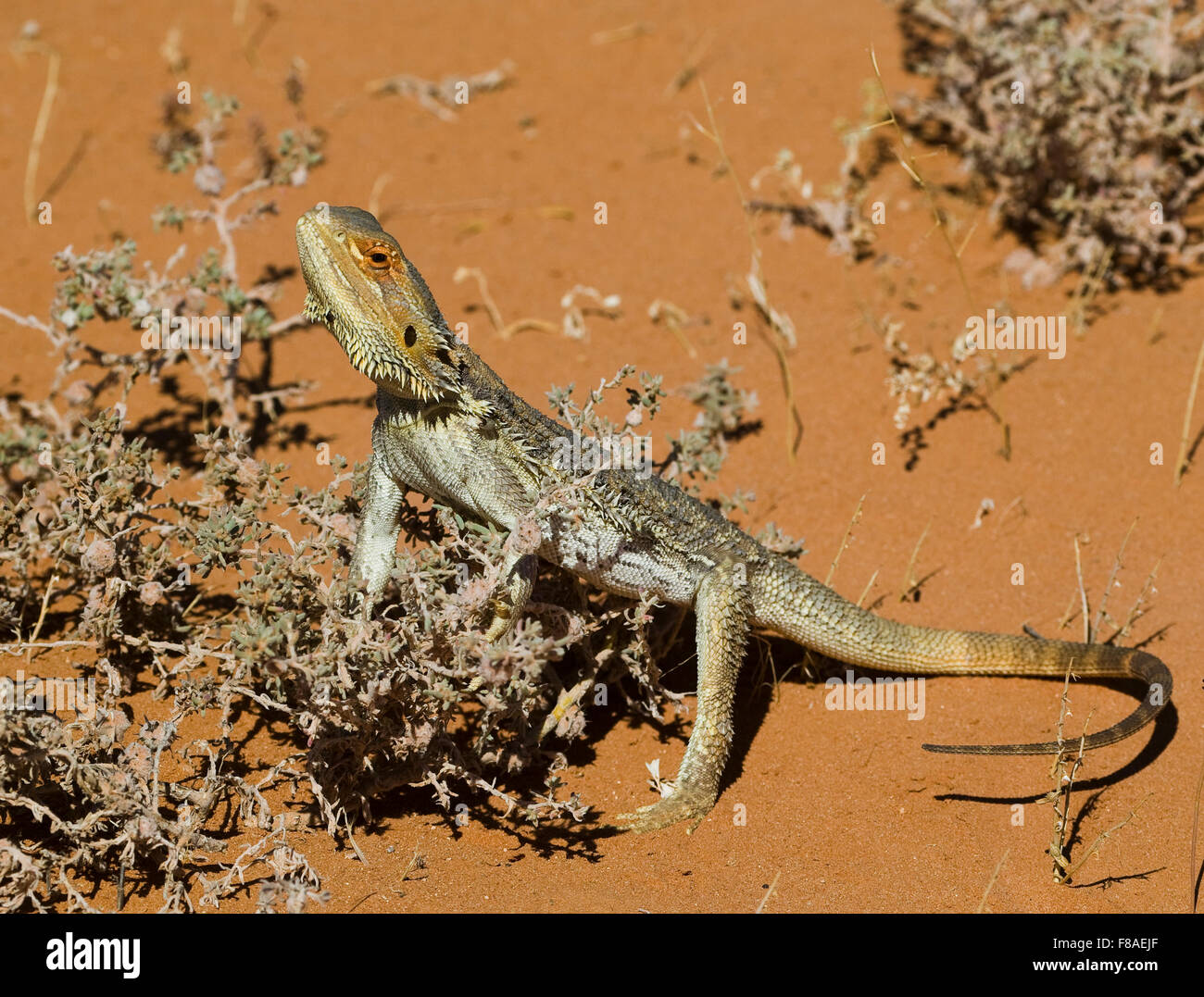 Australian Outback Lizards