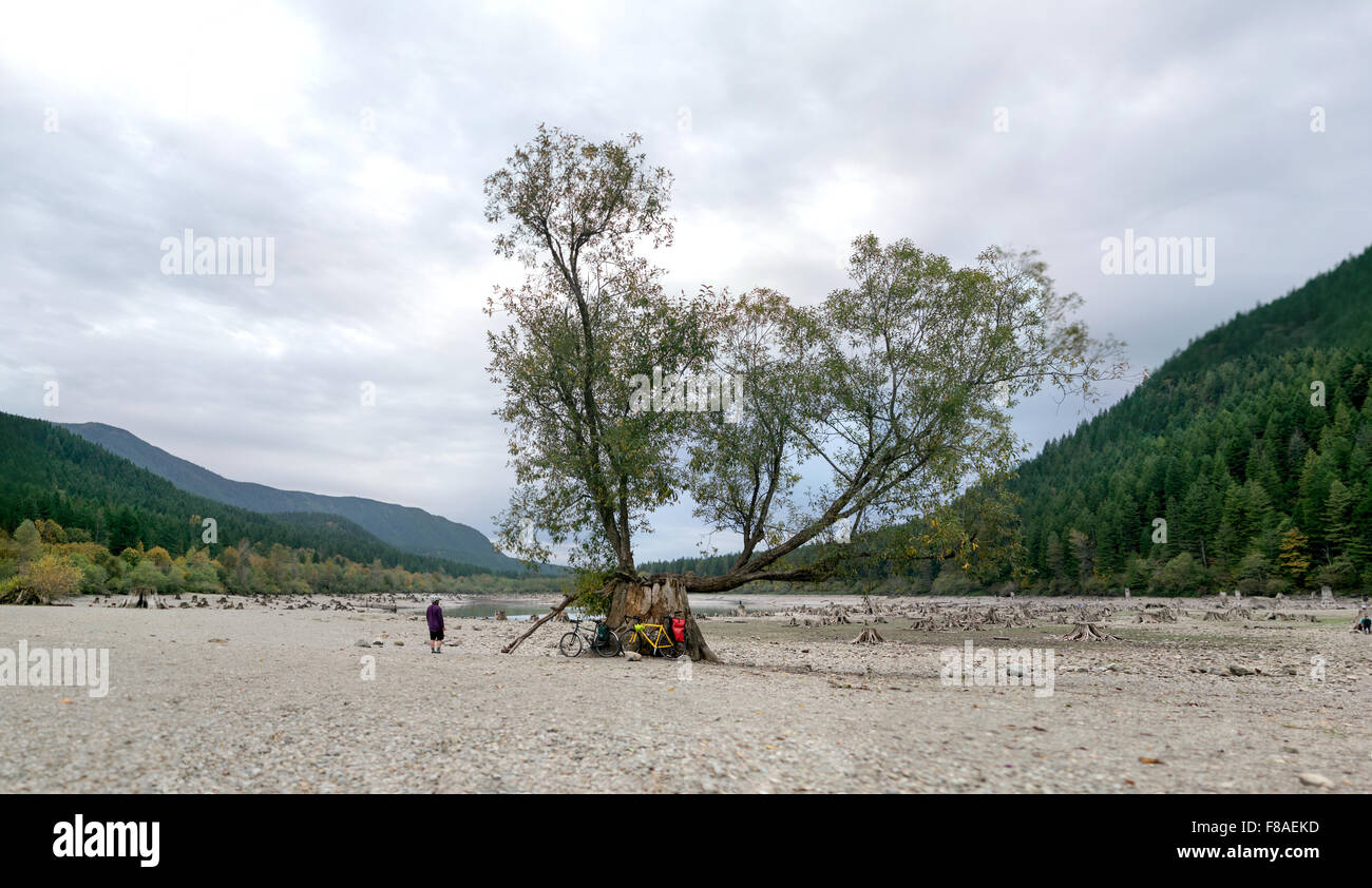 Living tree hi-res stock photography and images - Alamy