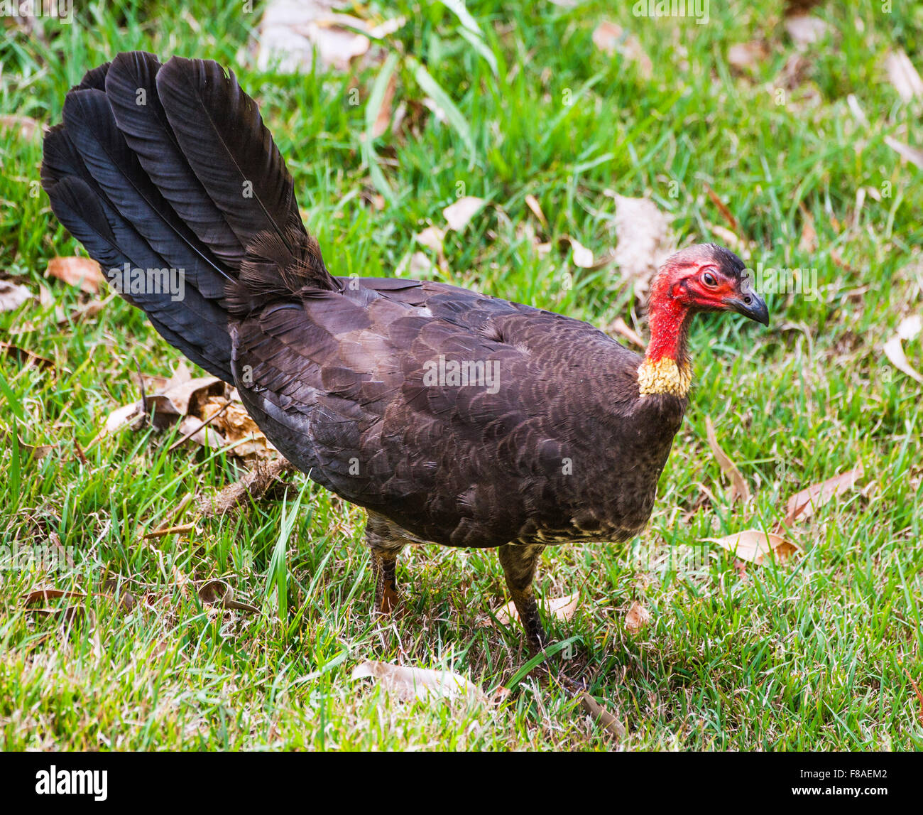 Australian megapodes hi-res stock photography and images - Alamy