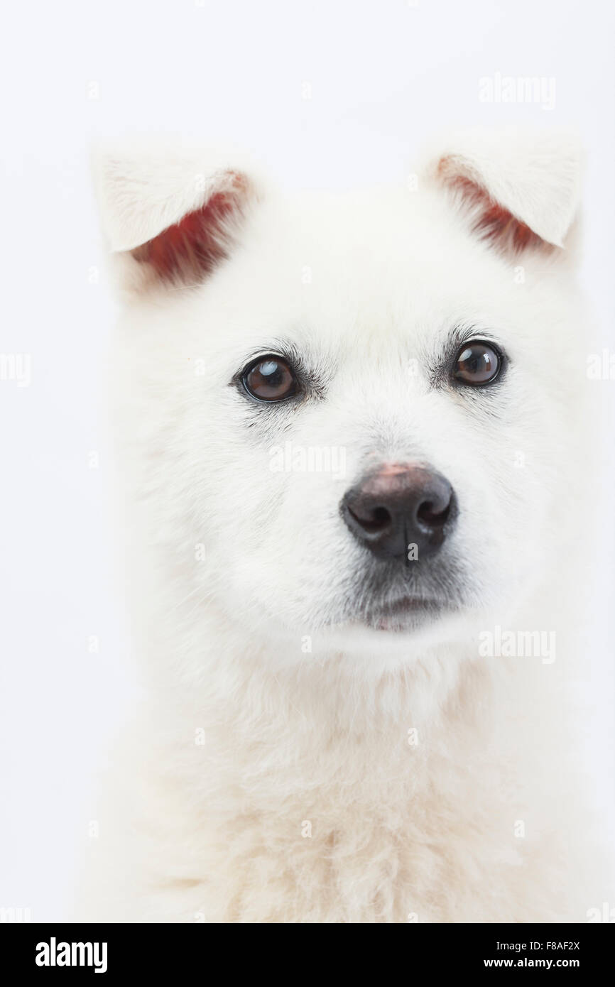 White face dog hi-res stock photography and images - Alamy