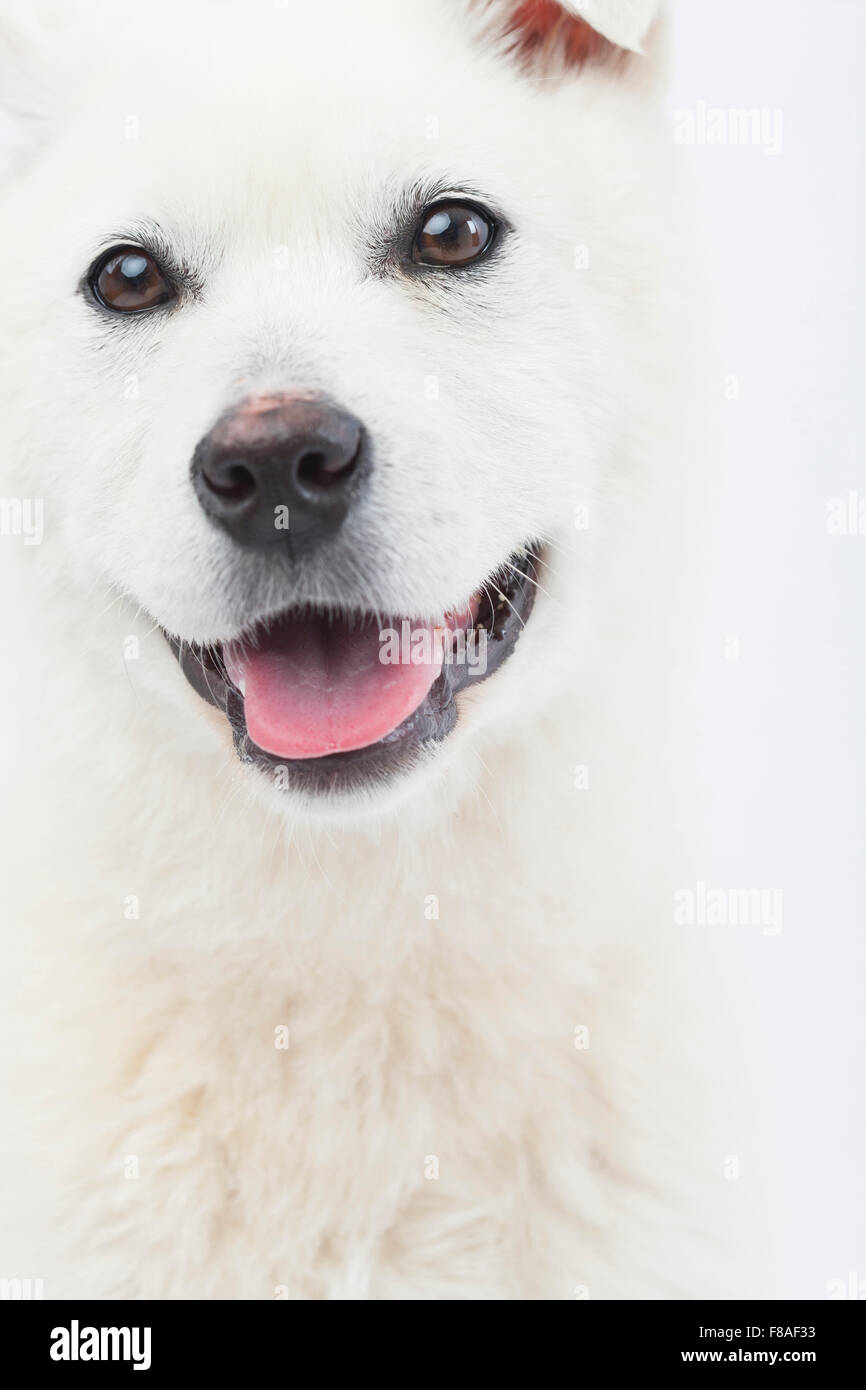 Face of a white dog Stock Photo - Alamy