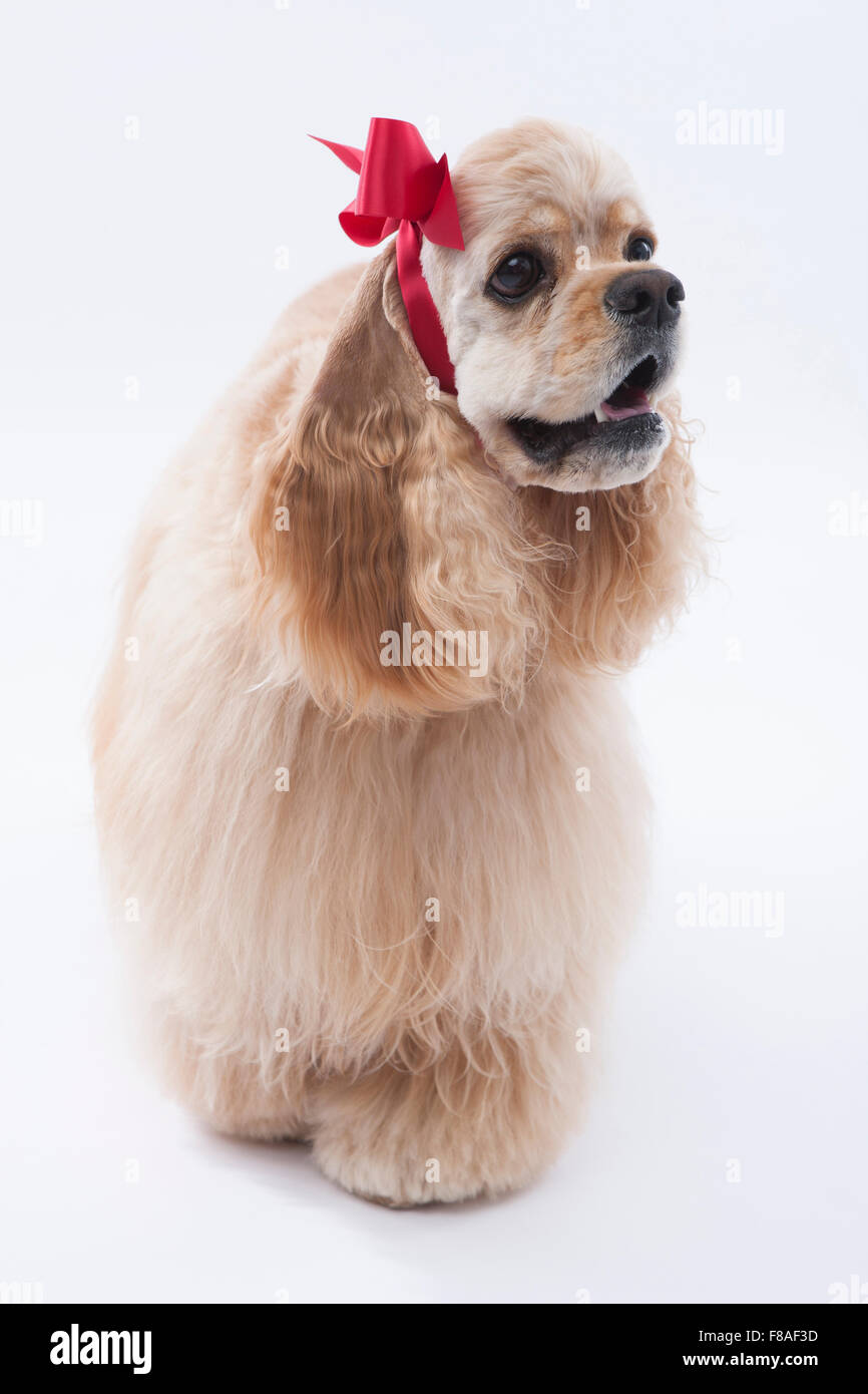 Headband ribbon hi-res stock photography and images - Alamy