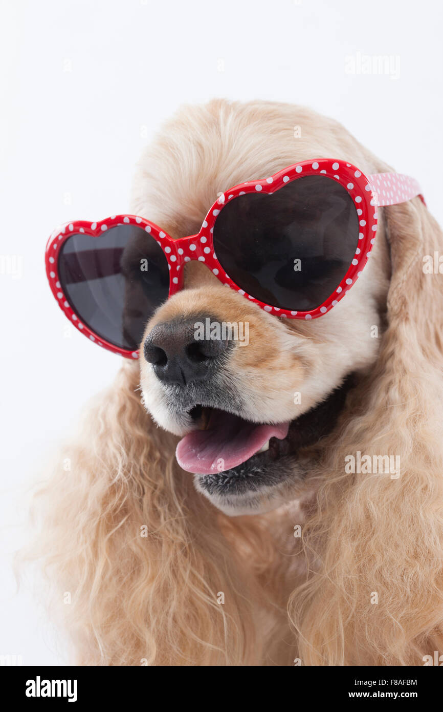 English cocker spaniel studio hi-res stock photography and images - Alamy