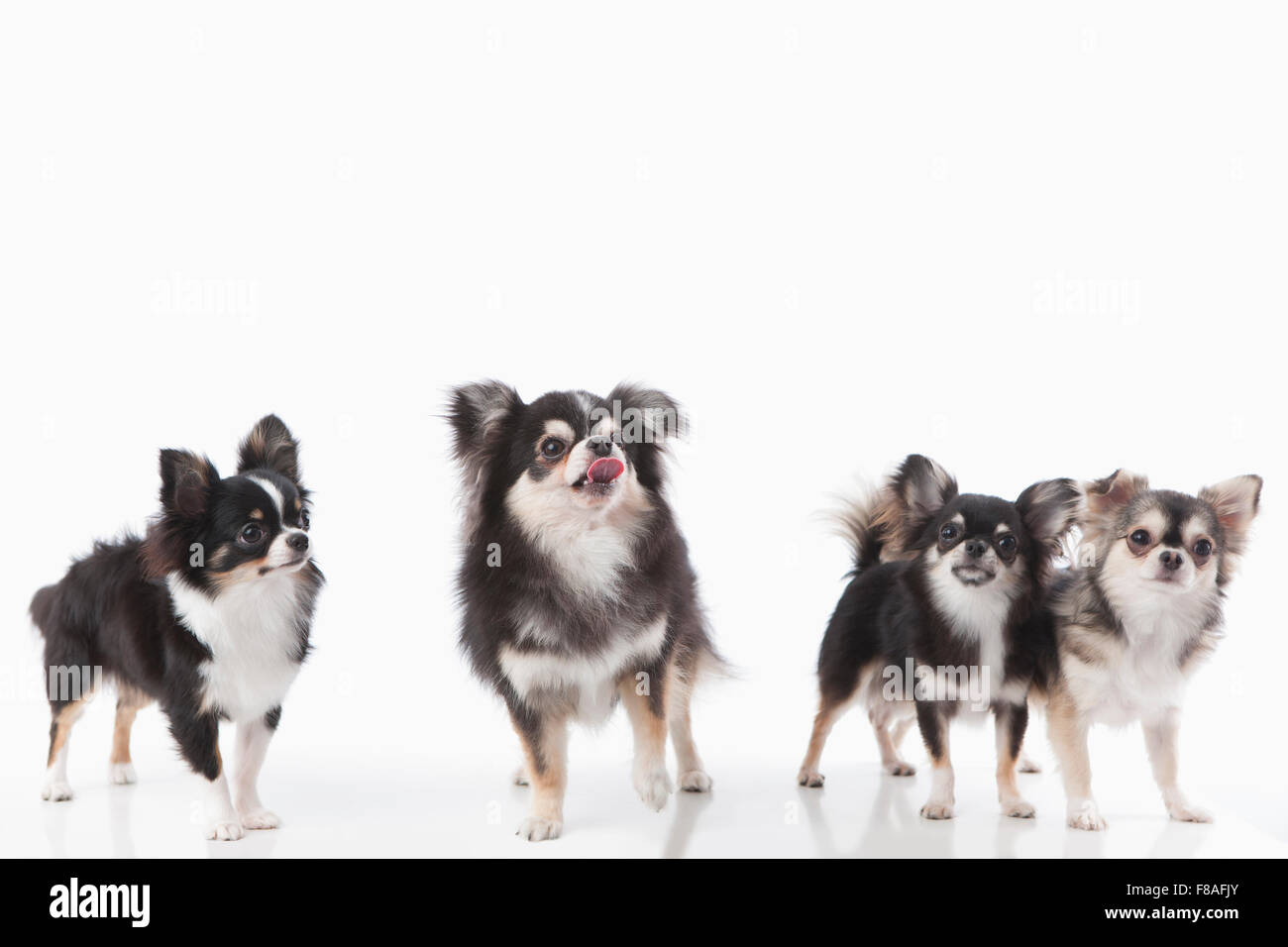 Four Chihuahuas standing on white background Stock Photo - Alamy