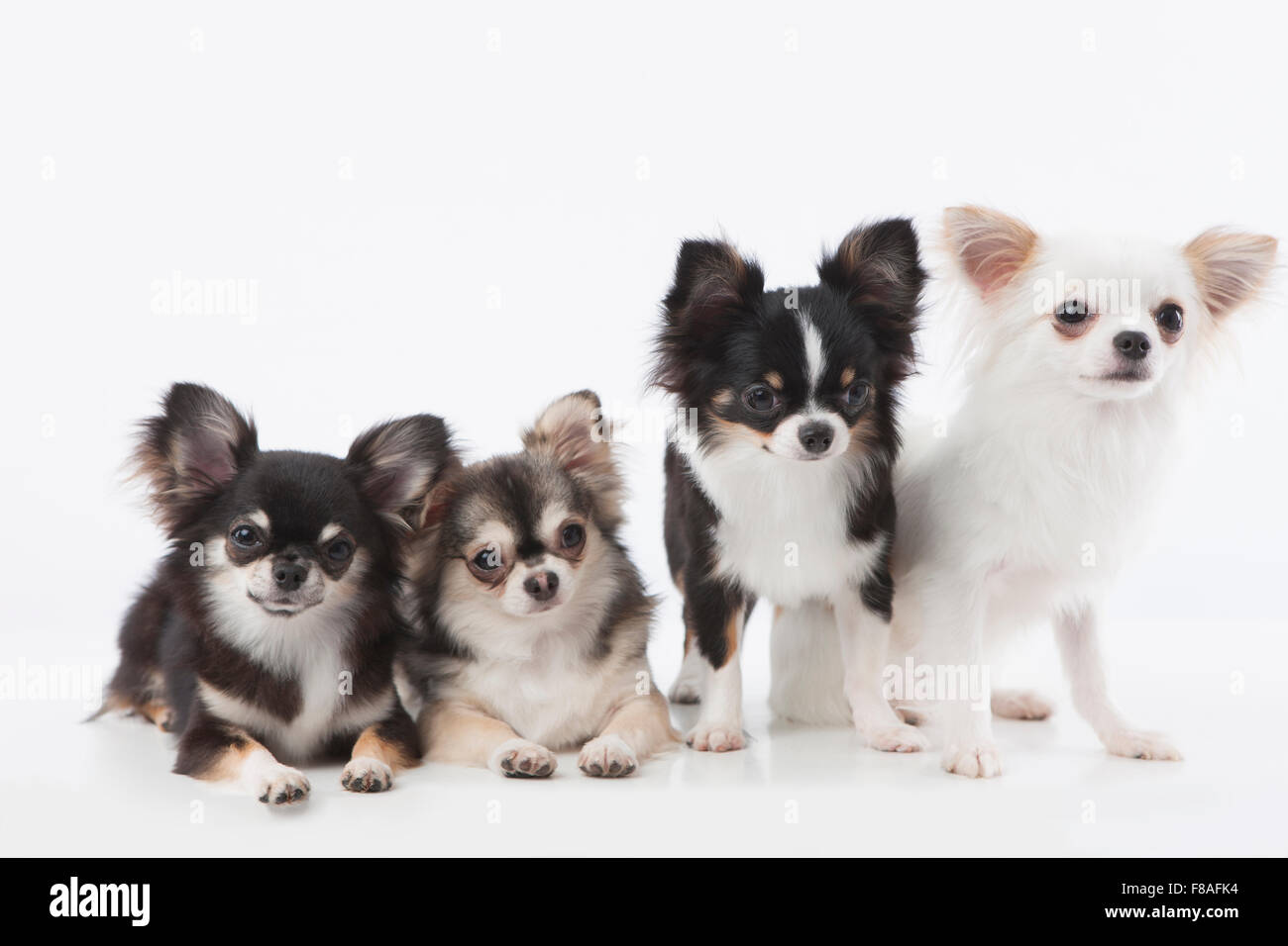 Two lying Chihuahuas and two standing Chihuahuas Stock Photo - Alamy