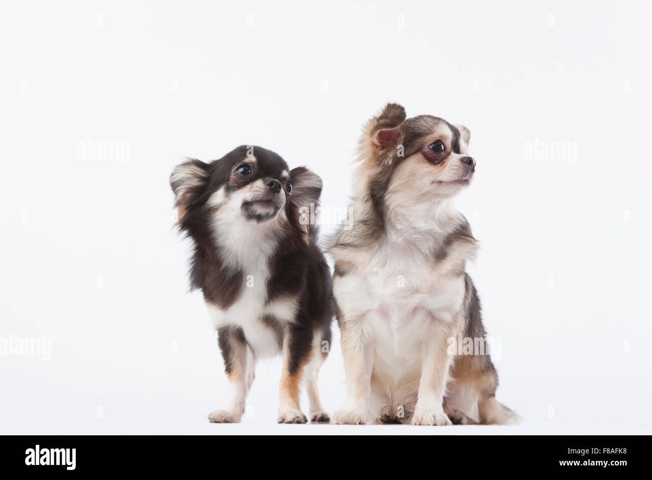 Two chihuahuas dog hi-res stock photography and images - Alamy