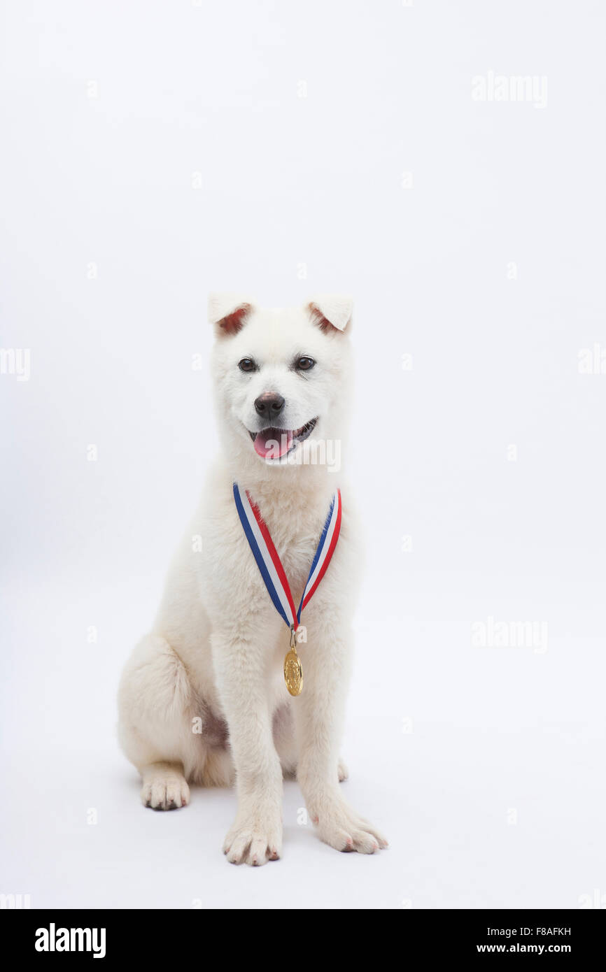 White Jindo dog with medal Stock Photo - Alamy