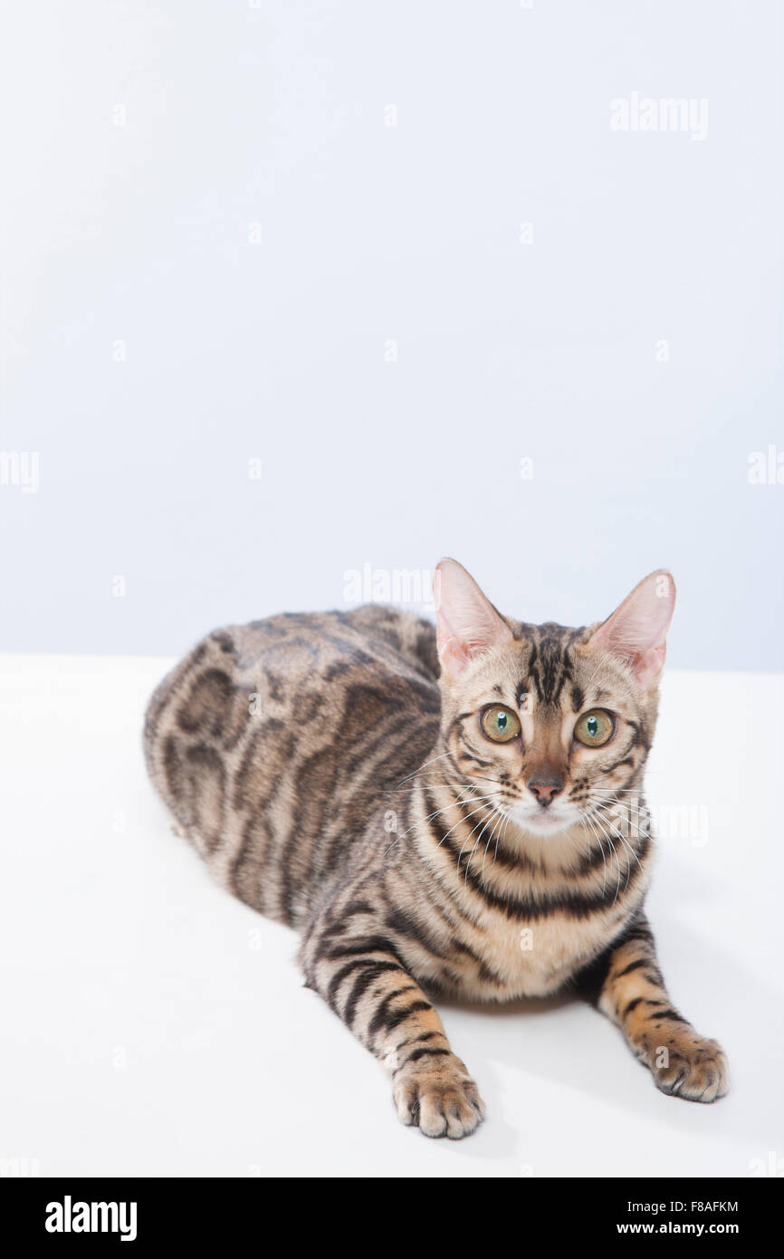 Bengal cat lying down and staring forward Stock Photo - Alamy
