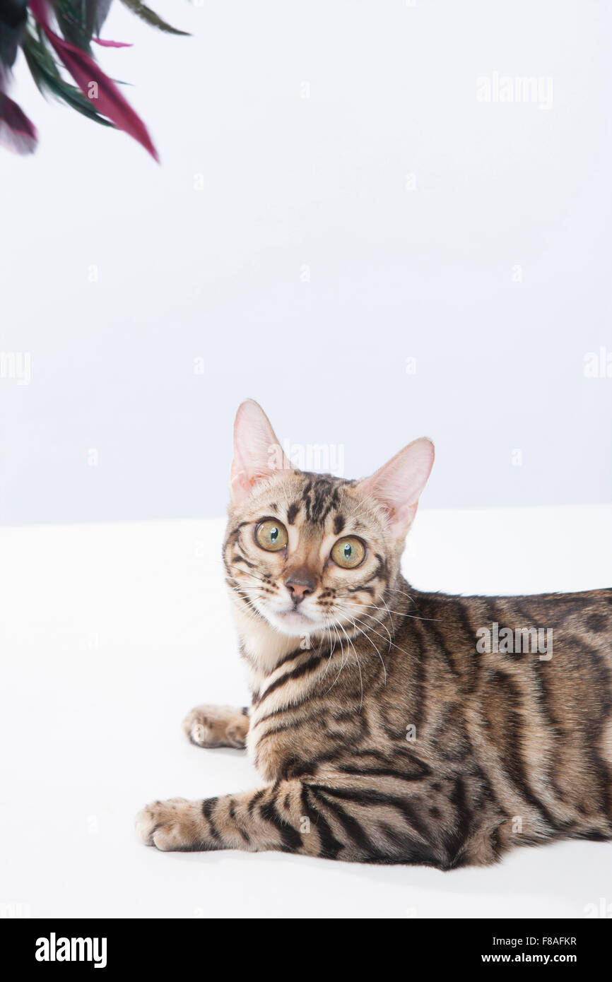 Bengal cat lying down and staring forward Stock Photo - Alamy