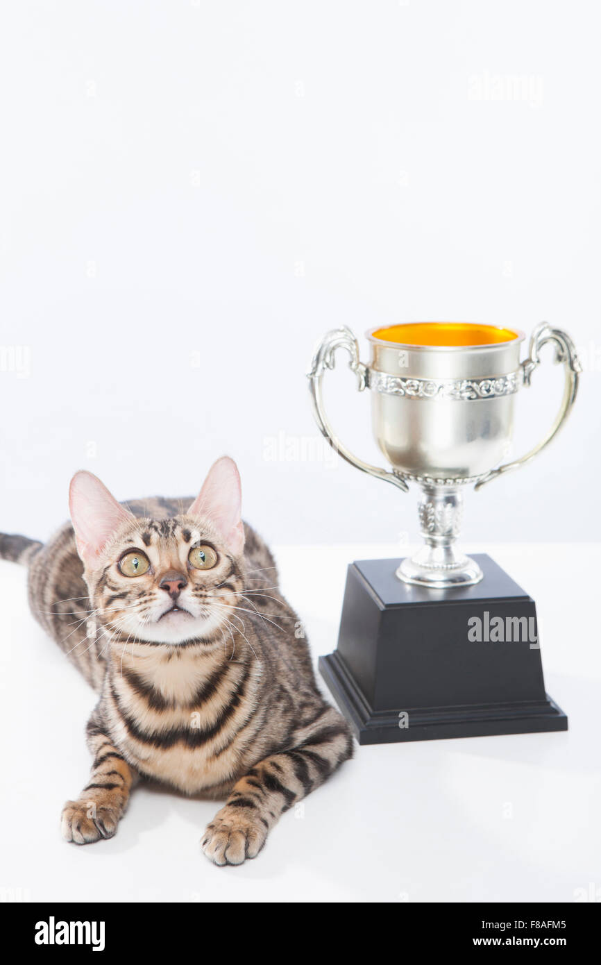 Bengal cat lying down next to trophy Stock Photo - Alamy
