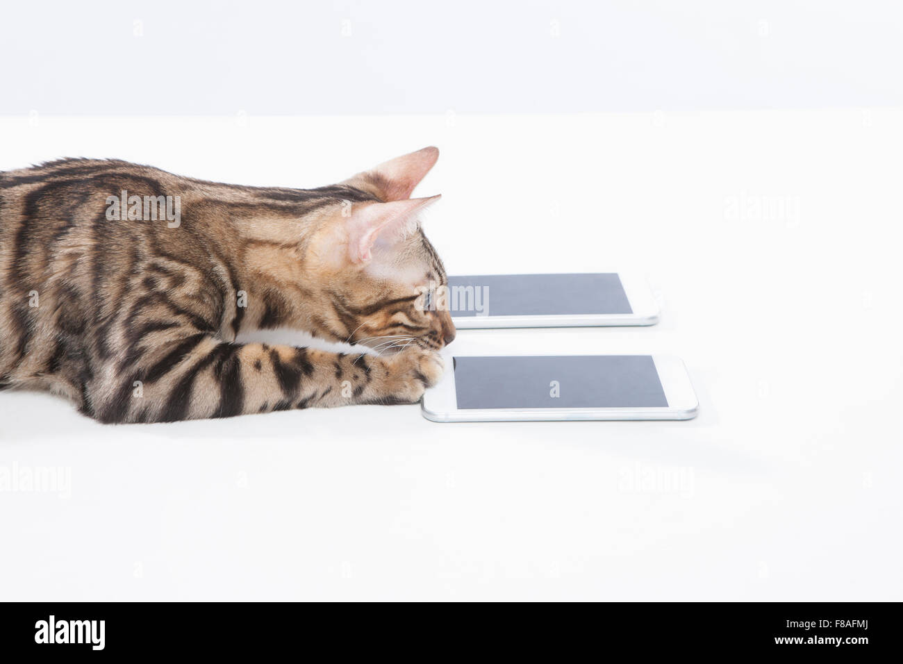 Bengal cat lying down and observing two smart phones Stock Photo - Alamy
