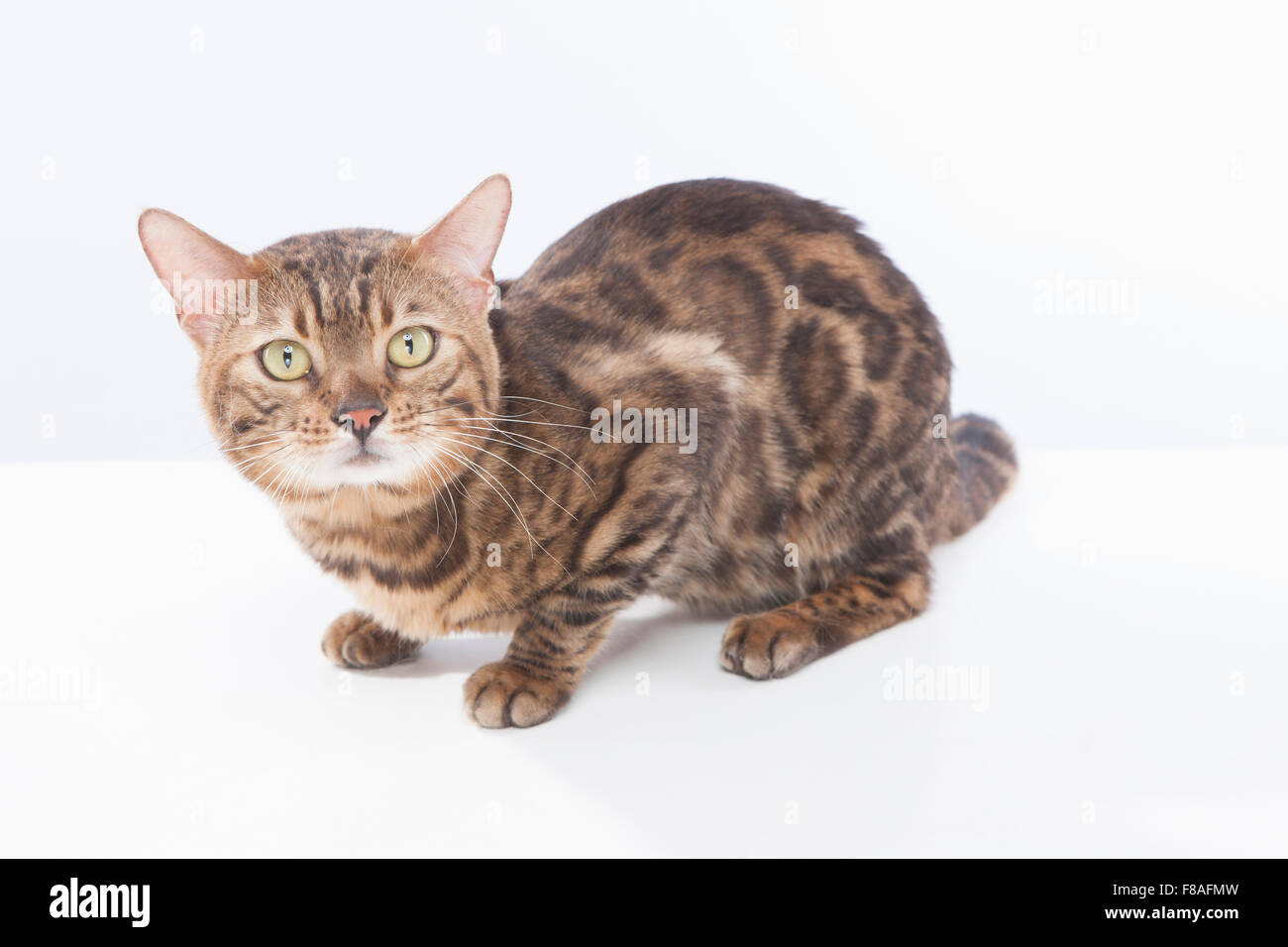 Bengal cat laying low and looking up Stock Photo - Alamy