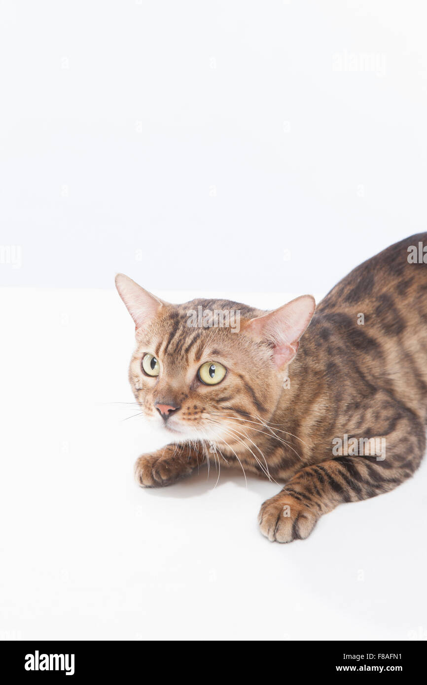 Low laying hi-res stock photography and images - Alamy