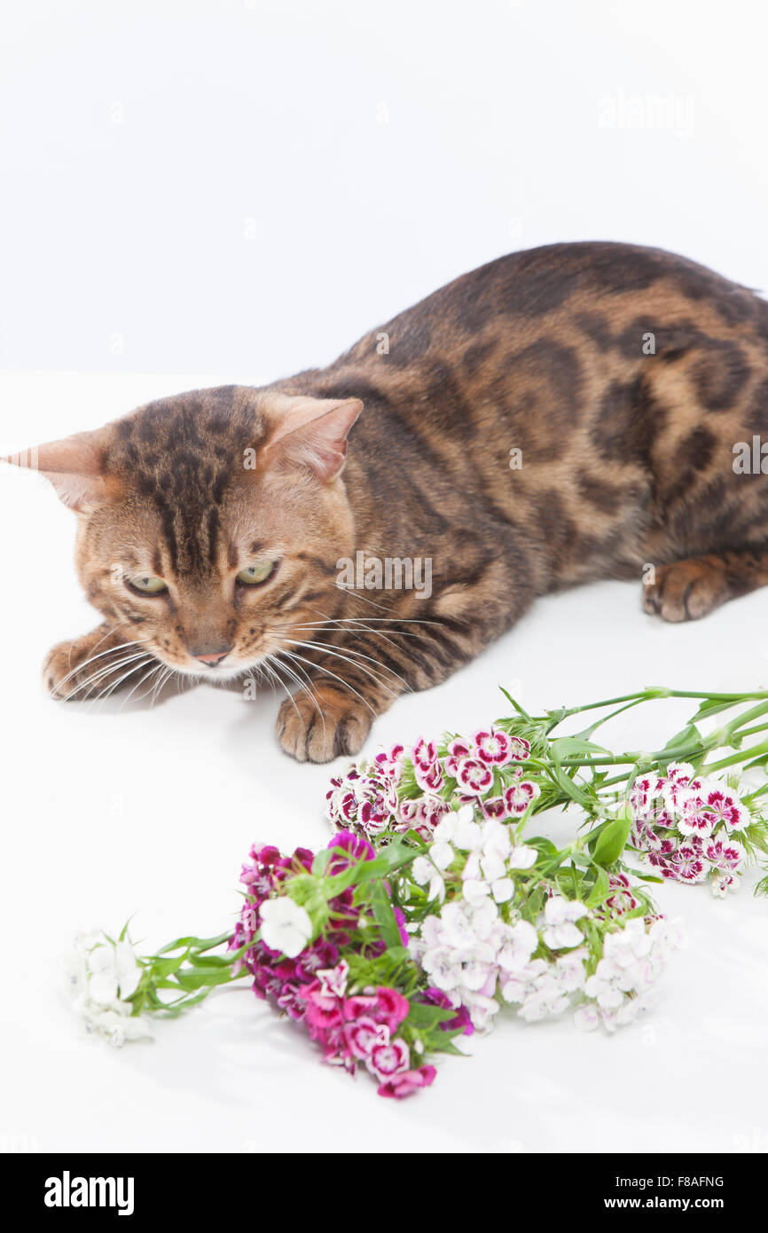 Bengal cat lying down with flowers Stock Photo - Alamy