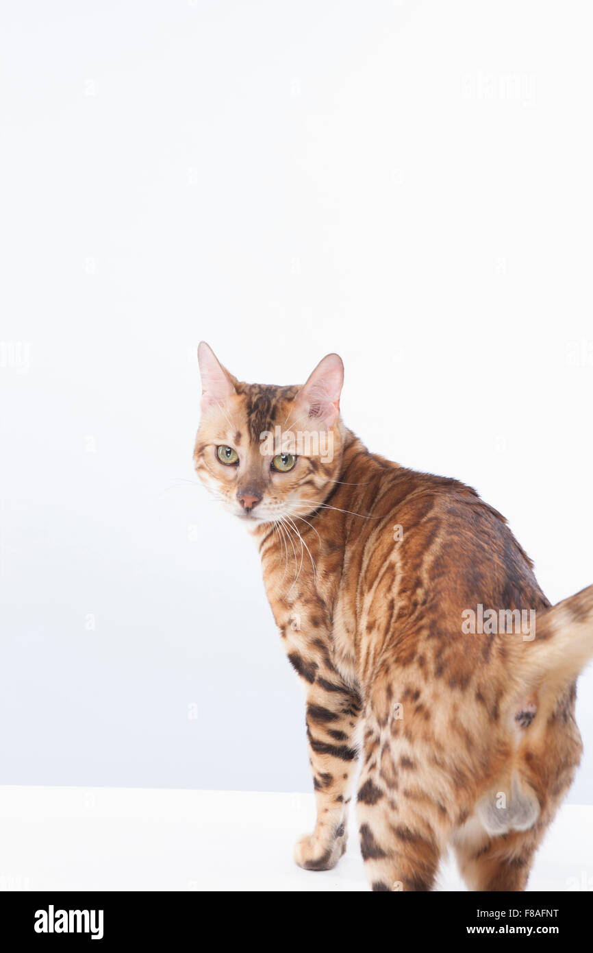 Bengal cat standing and looking back Stock Photo - Alamy