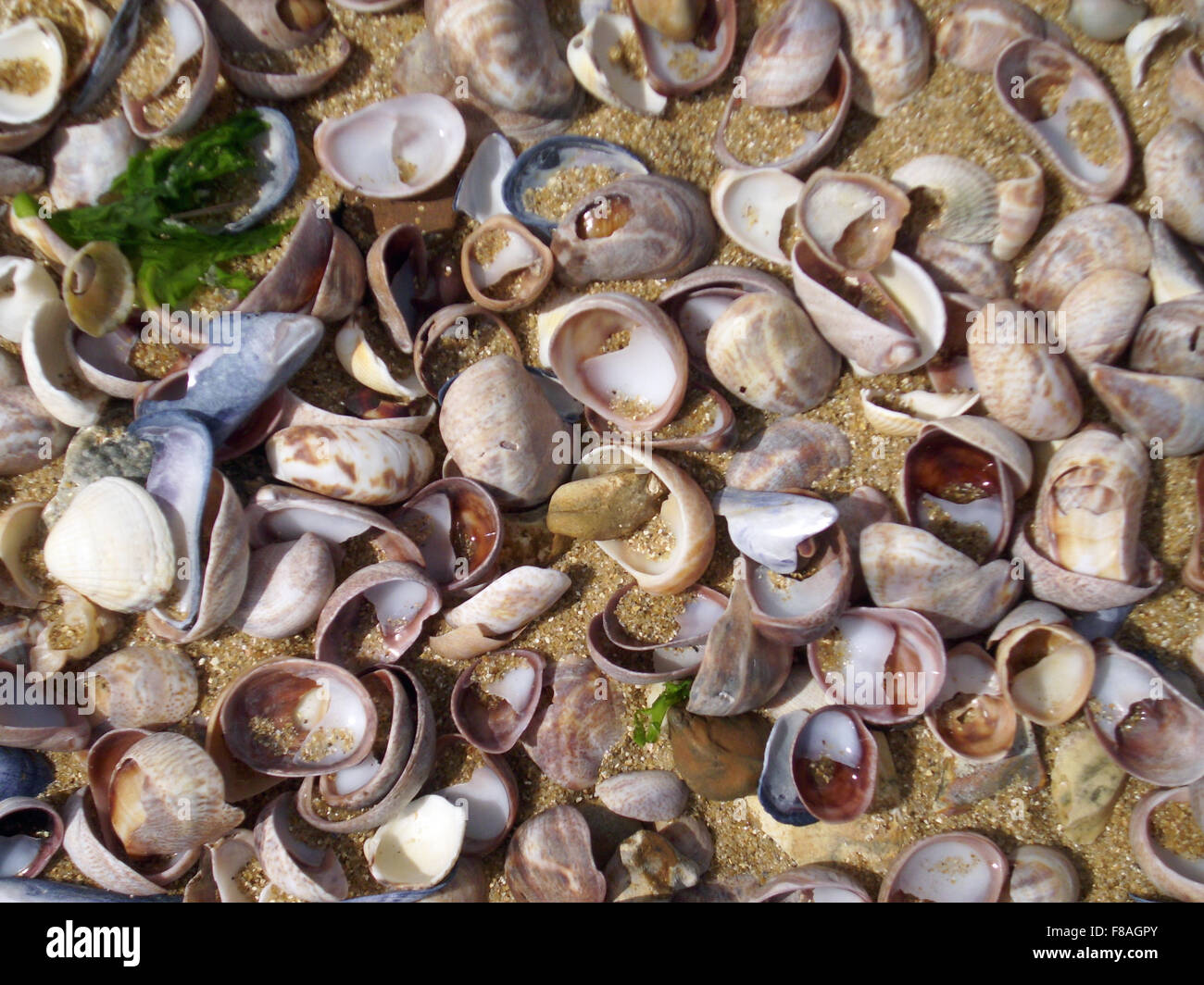 Seashells on the seashore Stock Photo - Alamy