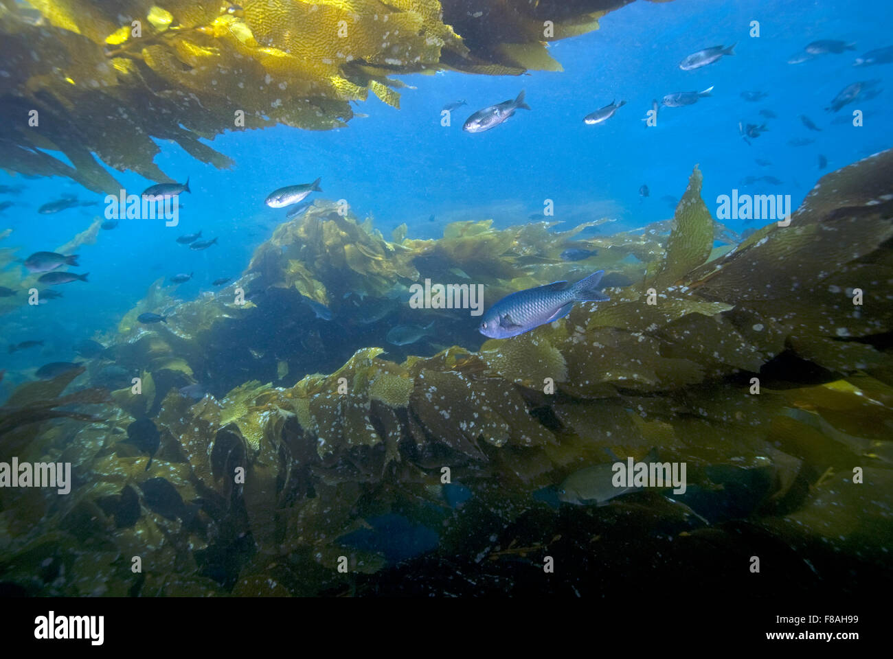 Kelp Fish Stock Photos & Kelp Fish Stock Images - Alamy