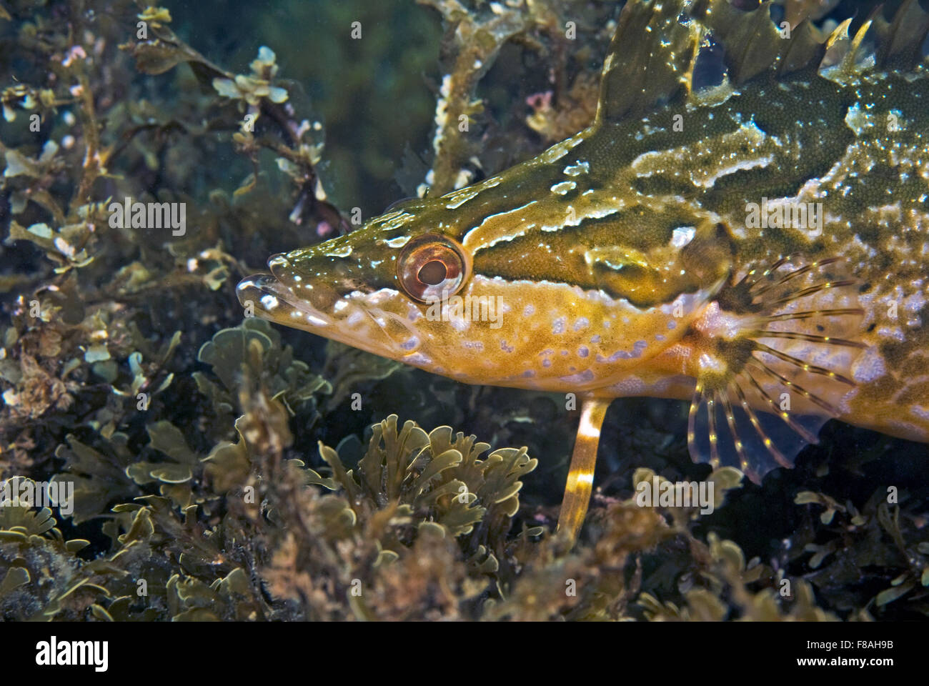 Kelp fish underwater up close hiding in the algae at California shore ...