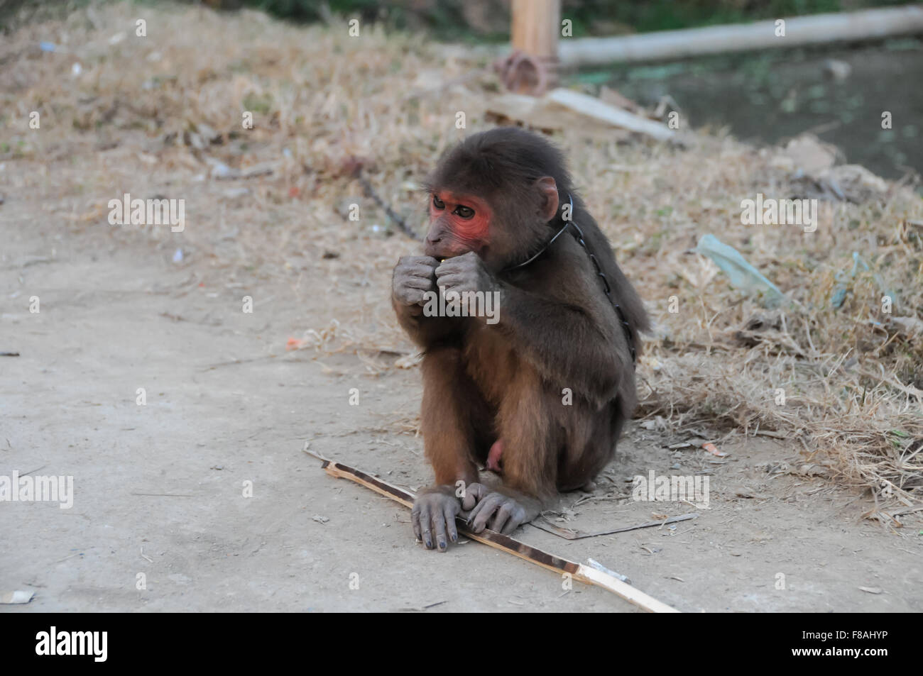 Monkey in Chains in Vietnam Stock Photo - Alamy