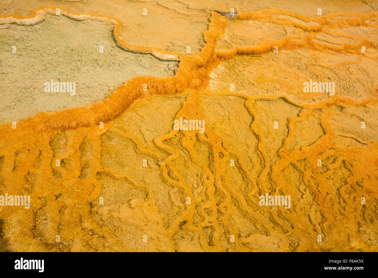 Colorful, orange geothermal riveulets and pools over the travertine ...