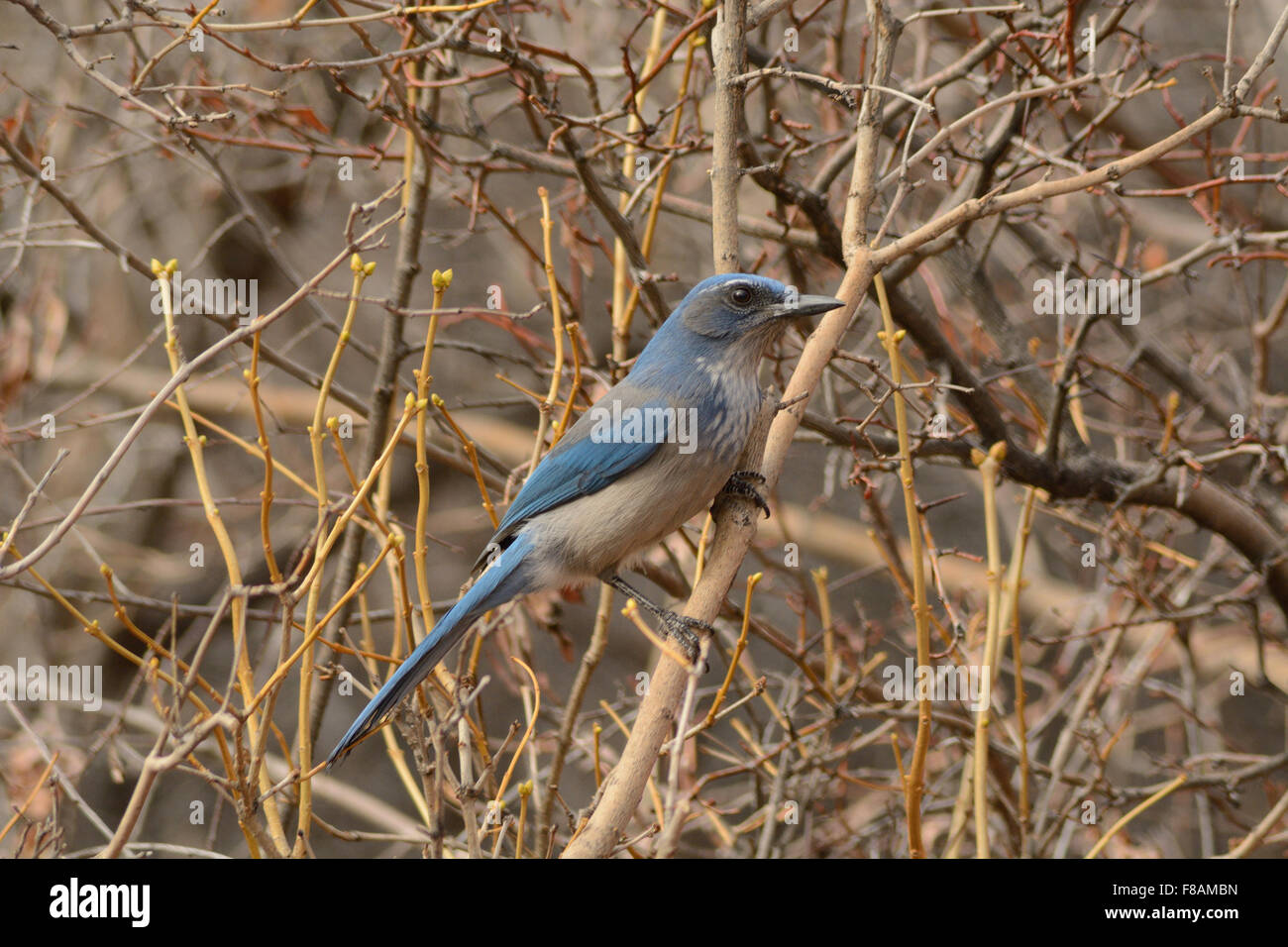 Western scrub jay colorado hi-res stock photography and images - Alamy