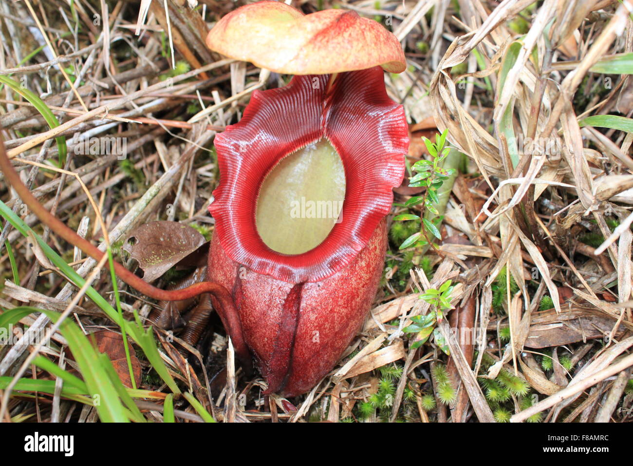 pitcher plant (Nepenthes Rajah Stock Photo - Alamy