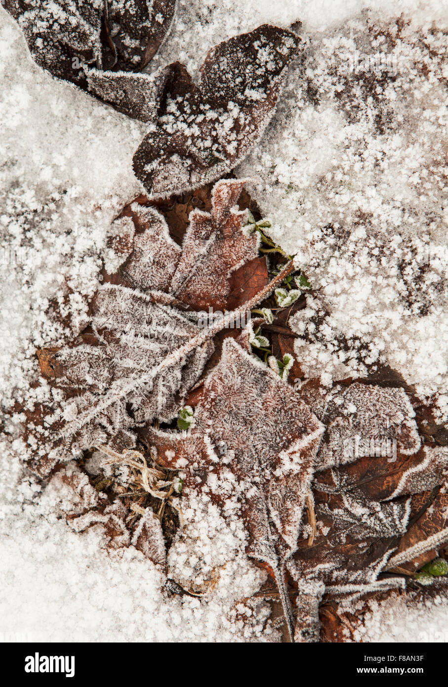 Freezing cold frost close up hi-res stock photography and images - Alamy