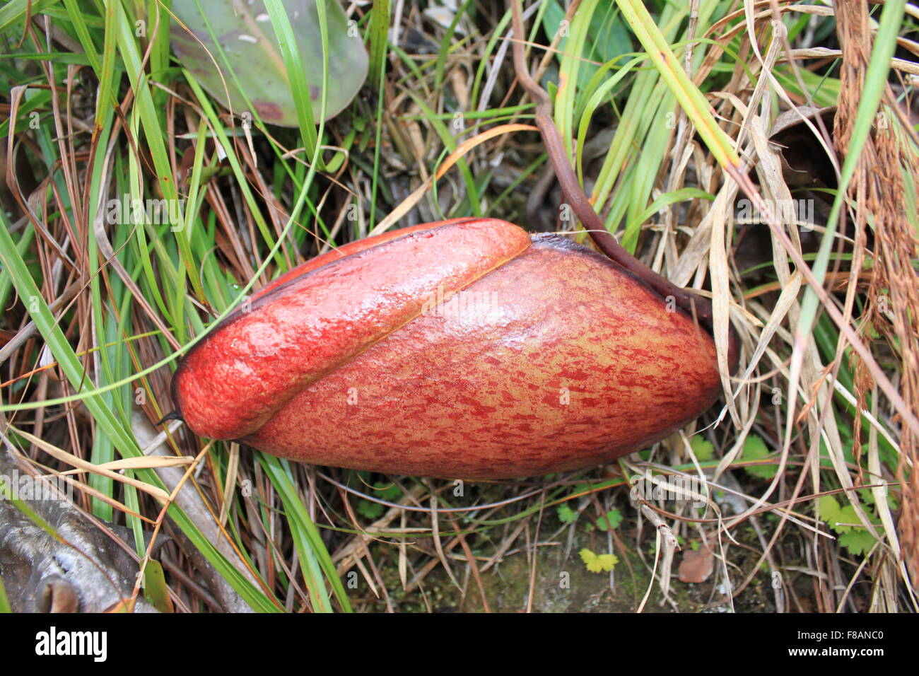 pitcher plant (Nepenthes Rajah Stock Photo - Alamy