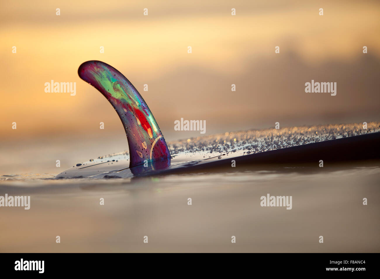 Catalog shot of RFC multi-colored10" surfboard fin at sunset. Water ...