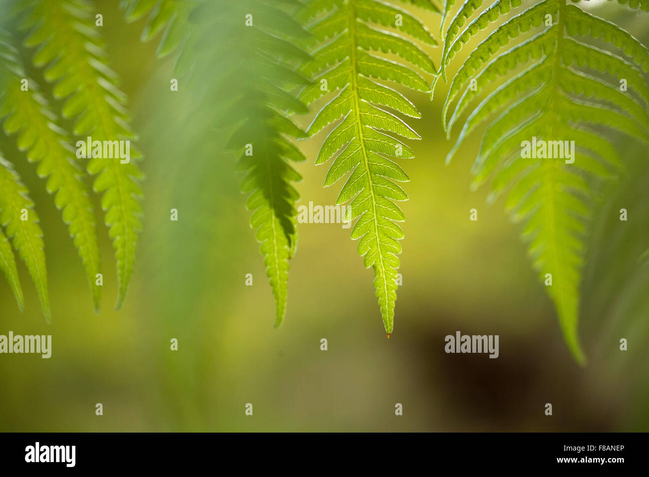 Fern field hi-res stock photography and images - Alamy