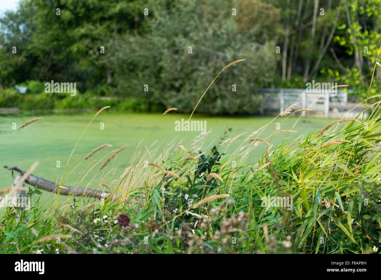 Inland Marsh High Resolution Stock Photography and Images - Alamy