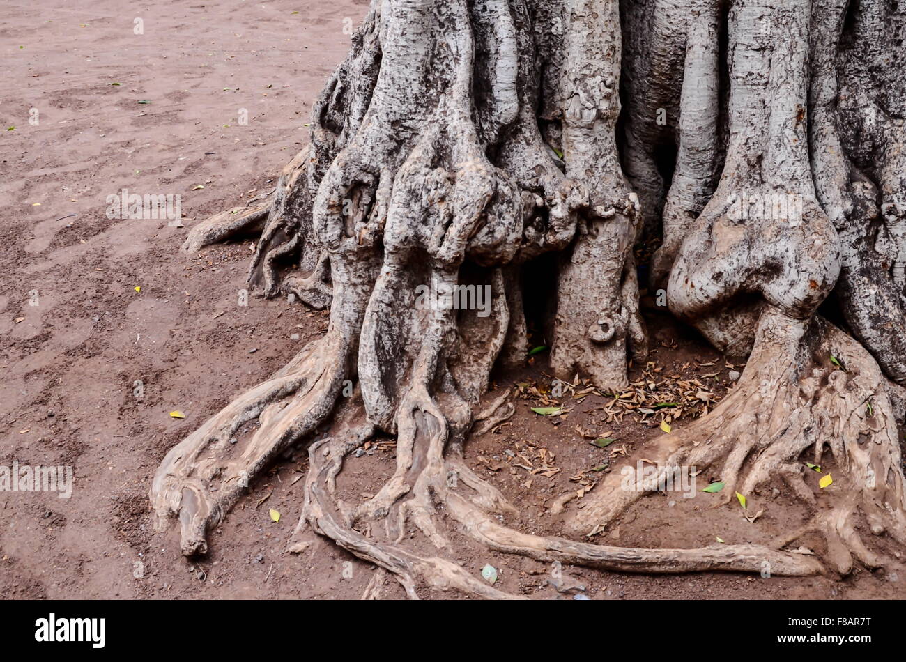 Root of the Tree Stock Photo - Alamy