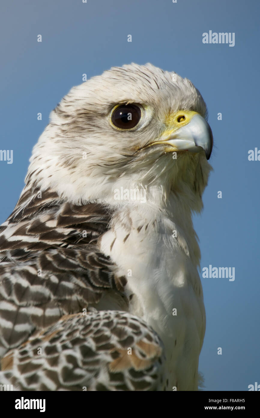 White gyrfalcon hi-res stock photography and images - Alamy