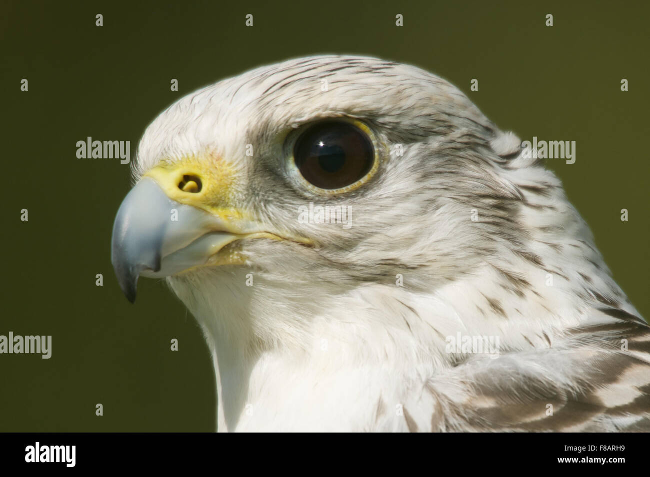 Gerfalcon hi-res stock photography and images - Alamy