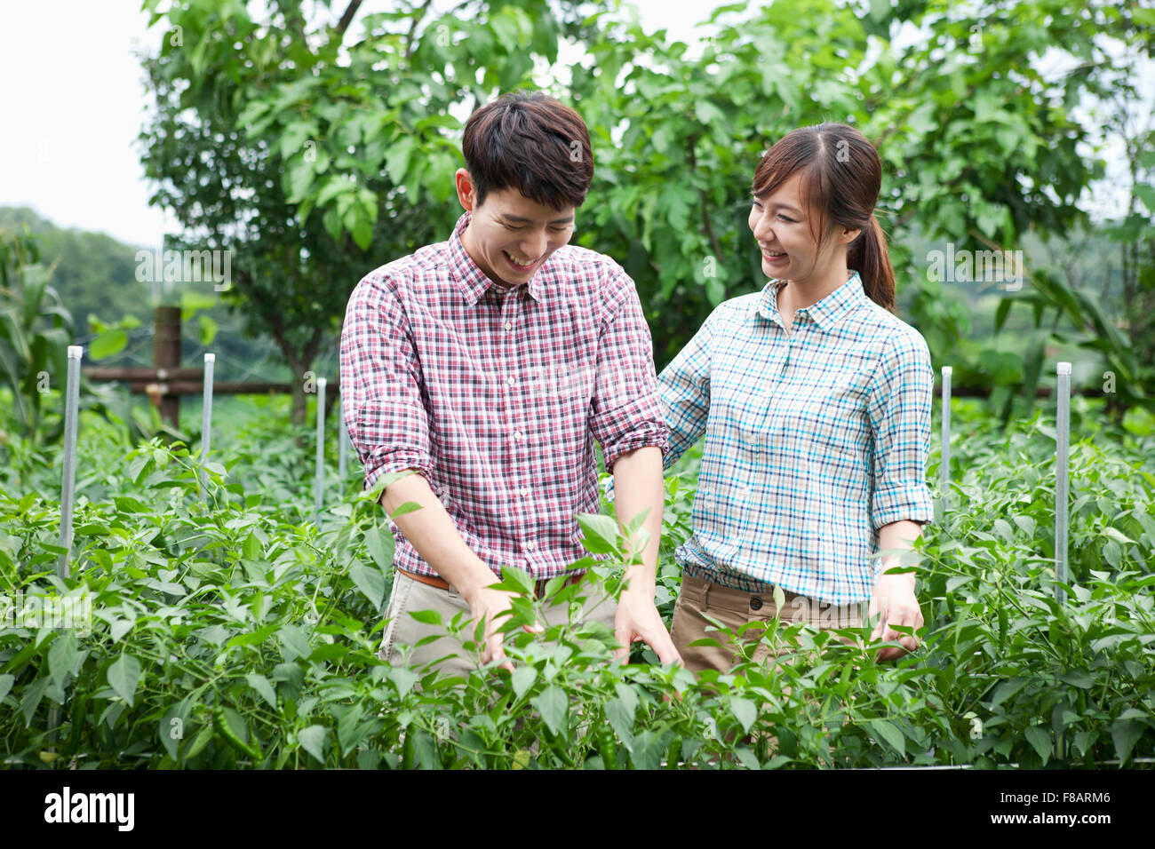 Smiling couple standing and touching plants in field of pepper Stock ...