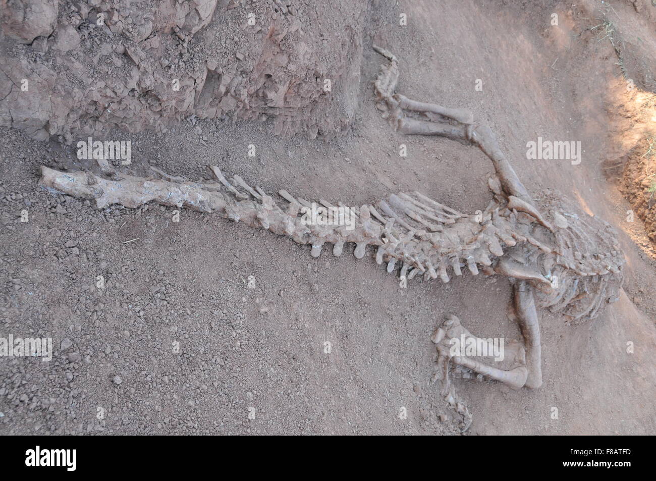 Lufengosaurus fossil hi-res stock photography and images - Alamy