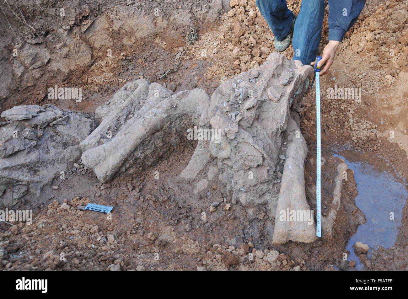 Lufengosaurus fossil hi-res stock photography and images - Alamy