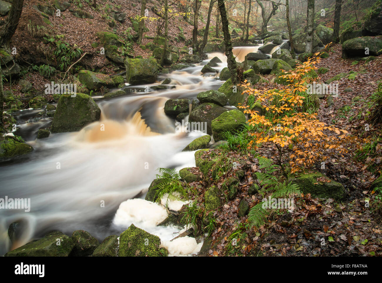 Autumn Fall forest landscape river flowing through golden vibrant ...